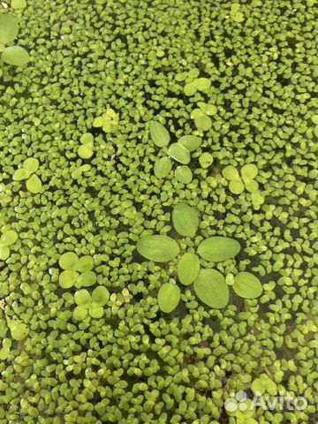 Ряска аквариумная