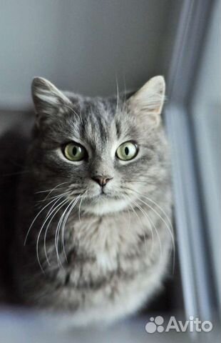 Пушенька Красавица