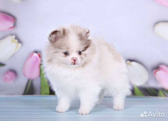 Пати мальчик(лилово-мраморный)