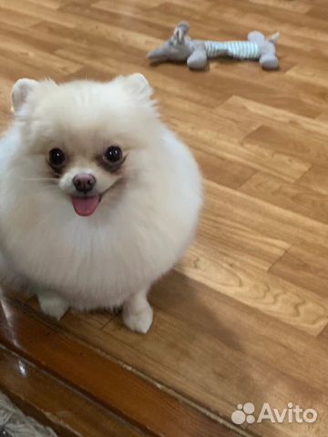 Продам шпица mini