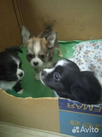 Щенки чихуахуа