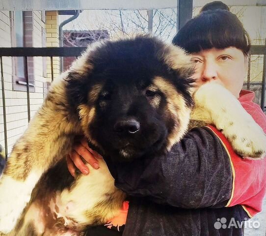 Кавказский мальчик Стамбул