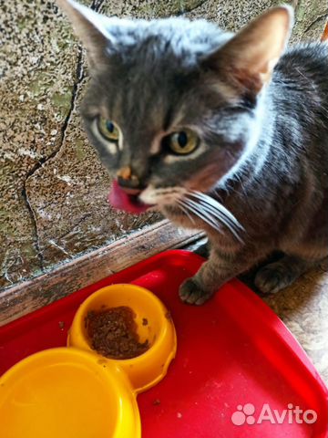 Кошки коты в добрые руки