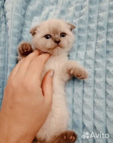 Шотланский вислоухий котенок