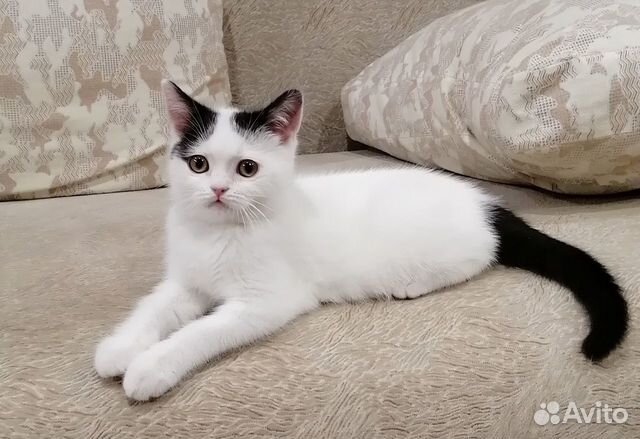 Шотландский мультяшный котенок