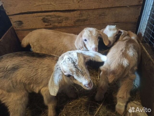 Козлята