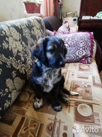 Щенки в добрые руки