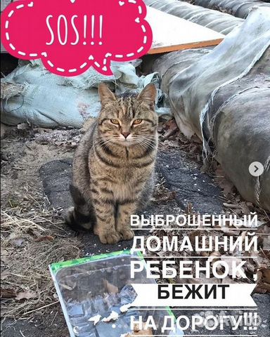 Бегает за людьми, живет под трубами ласкуша