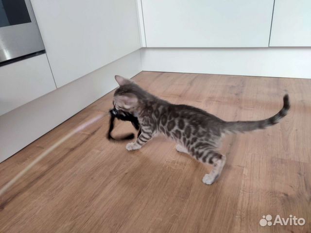 Бенгальские котята