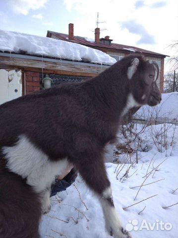 Домашние животные