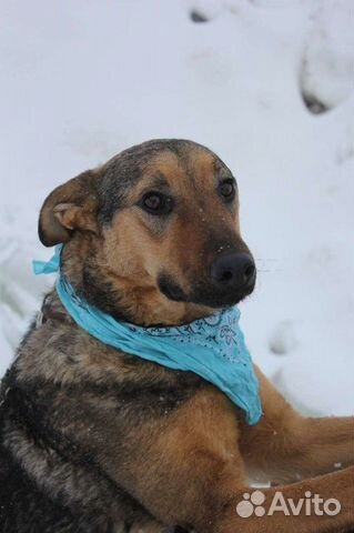 Собака ищет хозяина