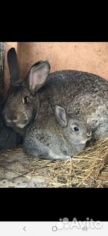Крольчата мясных пород