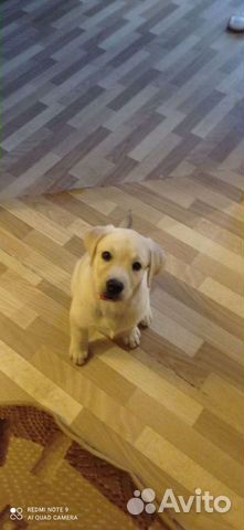 Щенки лабрадора
