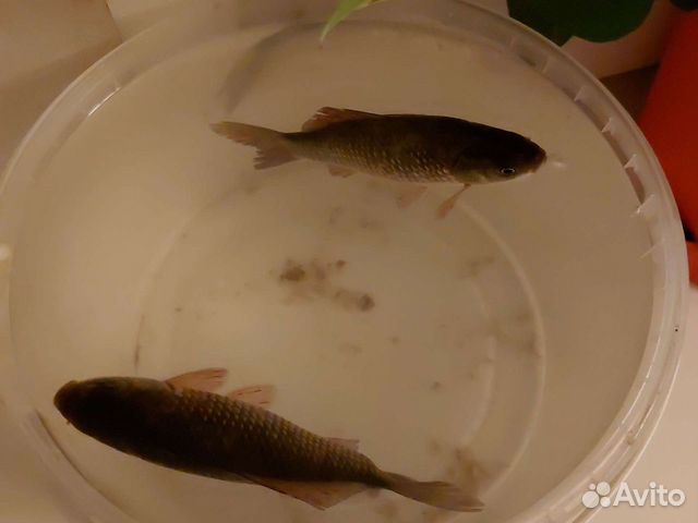 Рыбки бесплаКарась живой. Для пруда или аквариума