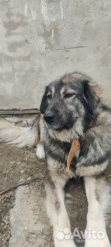 Очень крупная собака