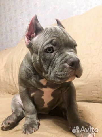 Американский булли девочка голубая