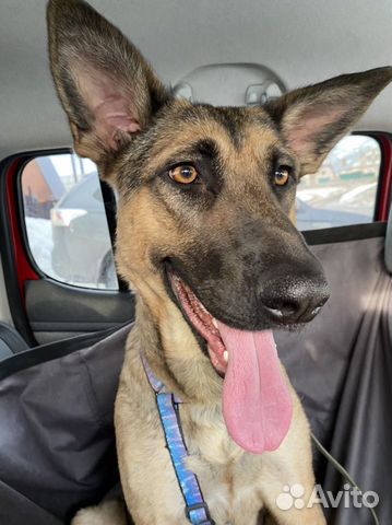 Бельгийская овчарка малинуа помесь