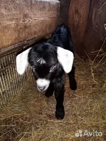 Козлята