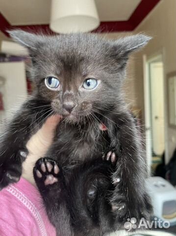 Котята в добрые руки бесплатно