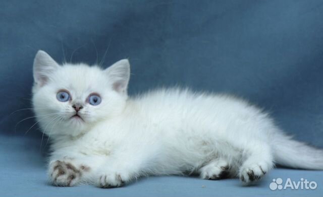 Британские серебристые шиншиллы Котята Ns 11 33