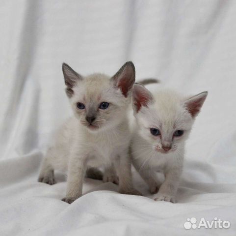 Тайские котята