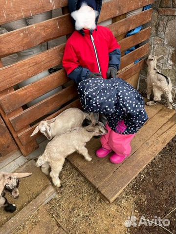 Козочки и козлики д.р 20 марта мать дает 4 литра