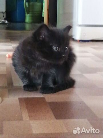 Котенок в дар на удачу