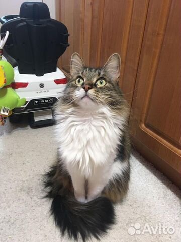 Котик ищет дом