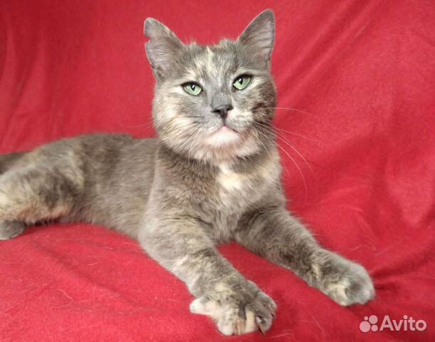 Кошка из Донецка. Своих не бросаем