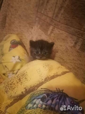 Шотландская кошка