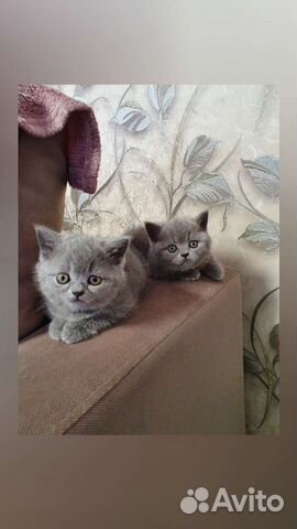Британские котята короткошерстные