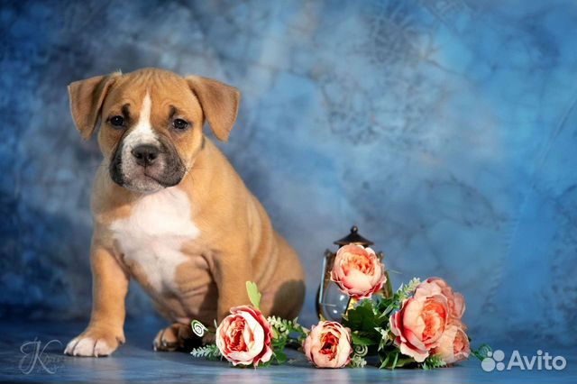 Булличка девочка