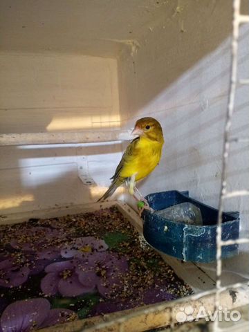 Кенар певчий