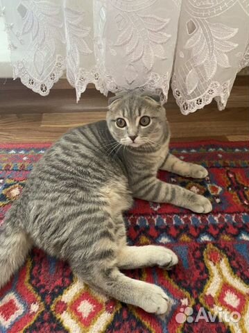 Шотландская