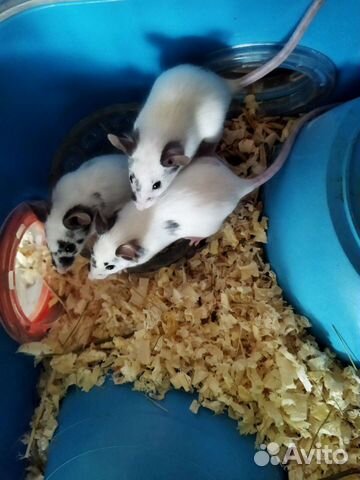 Кормовые мыши