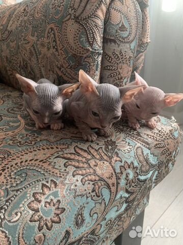 Донской сфинкс котята