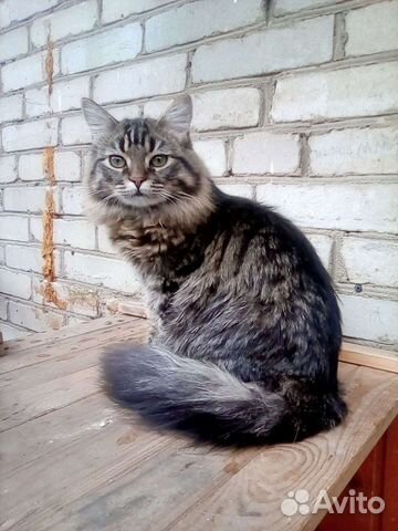 Кот 8 месяцев Ищет Хрзяина