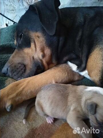 Собаки щенки