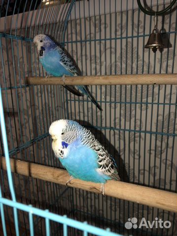 Попугаи Чехи