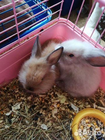 Декоративные кролики