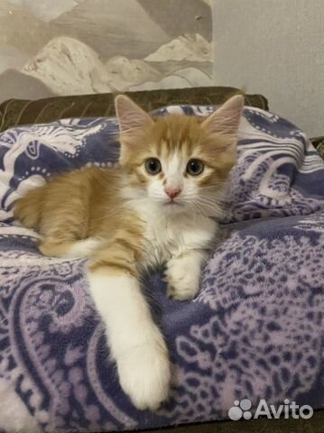 Котёнок