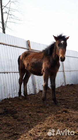 Жеребёнок бп