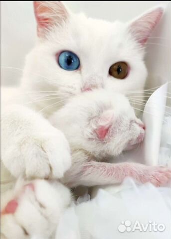 Котята као мани