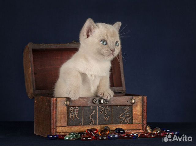 Котенок американской бурмы