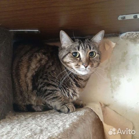 Кошечку обижают в семье