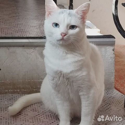 Белочка в добрые руки