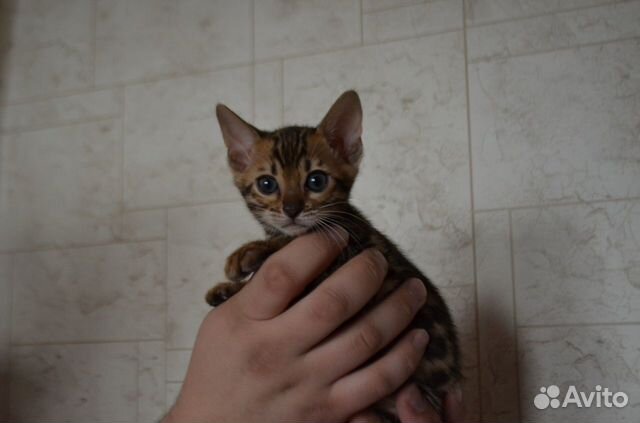 Котята бенгальские/бенгалы