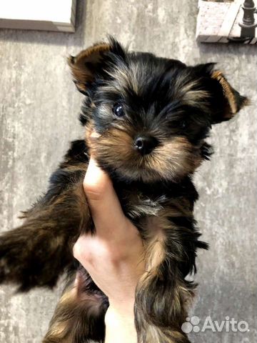 Йоркширский терьер щенки бэби фейс