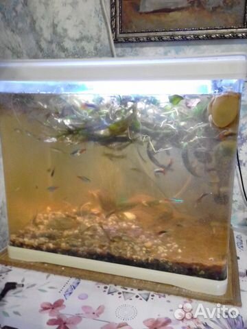 Аквариумные рыбки гуппи