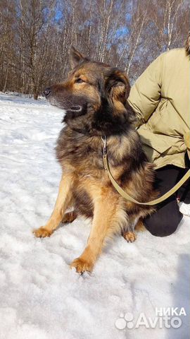 Собака в добрые руки